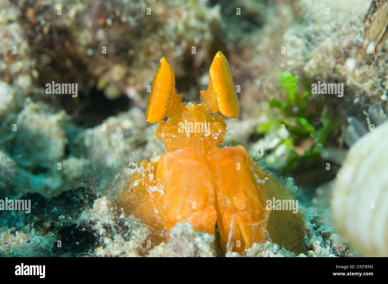 Orange Mantis Shrimp peering from a burrow, Solomon Islands Stock Photo ...