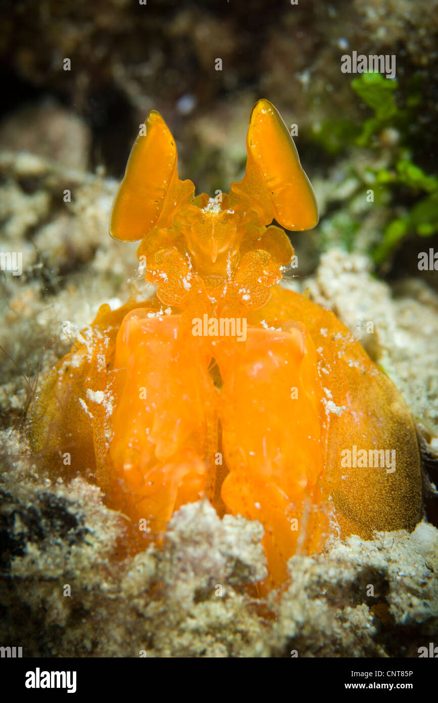 Orange and white mantis shrimp hi-res stock photography and images - Alamy