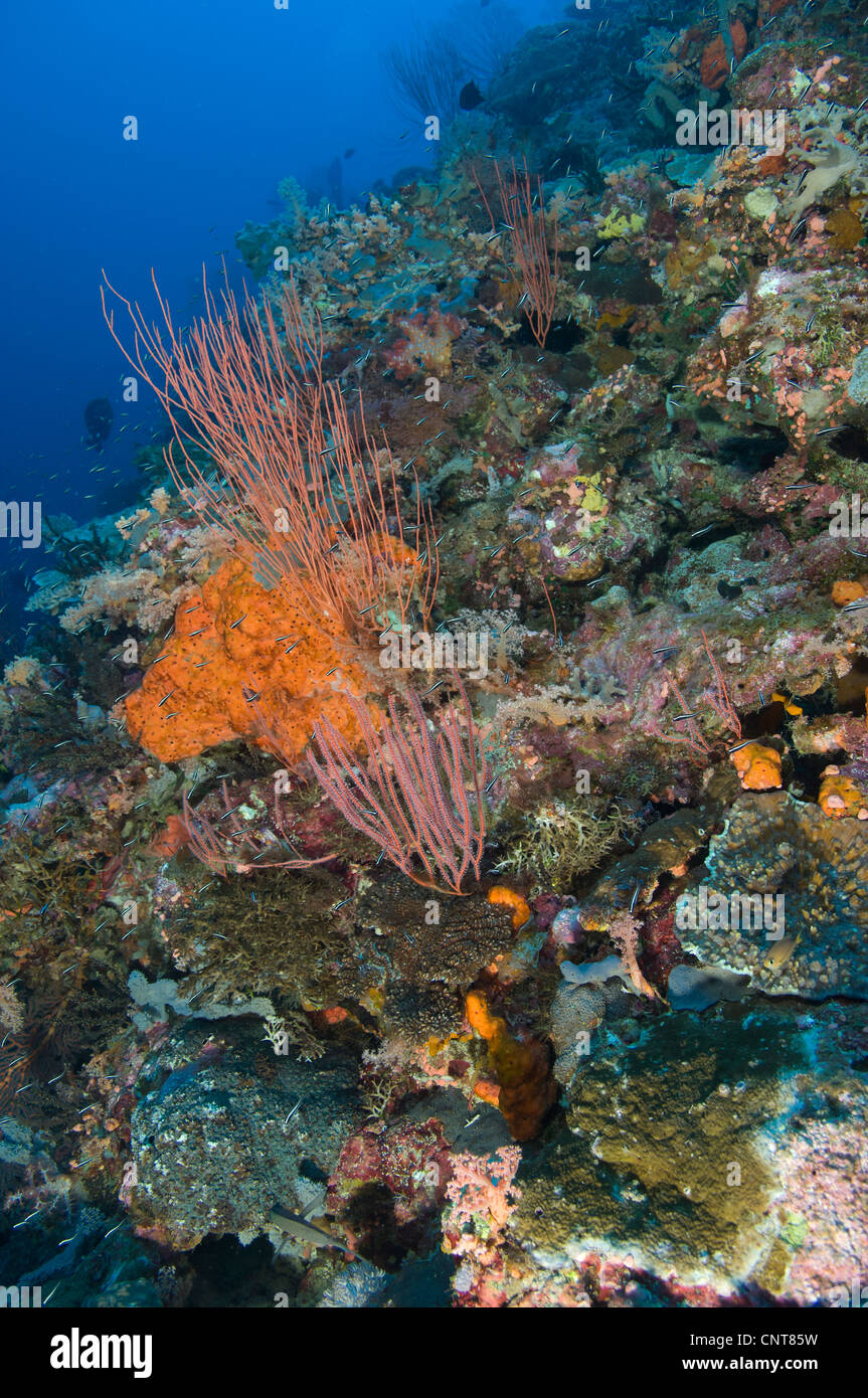 Reef scape in the Solomon Islands showing various corals Stock Photo ...