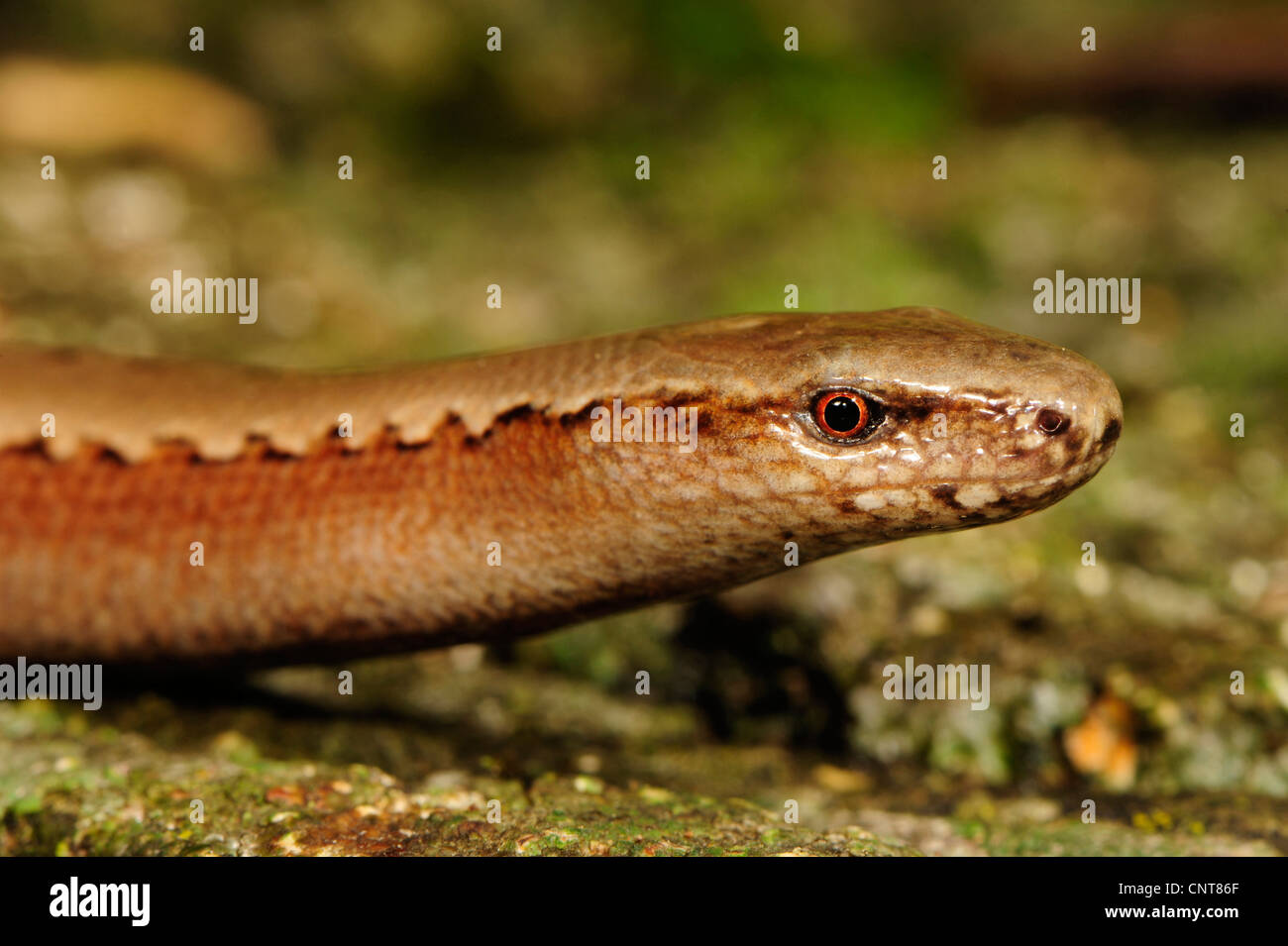 Slow worm european slow worms natura 2000 hi-res stock photography and ...