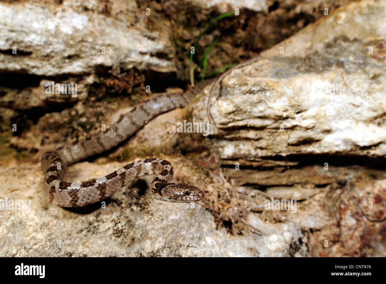 cat snake, European cat snake (Telescopus fallax), between rocks ...