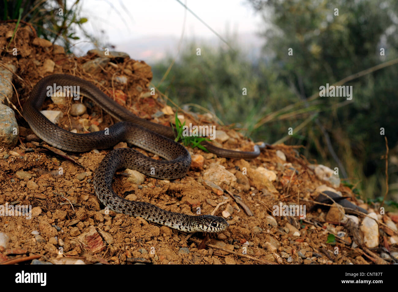 Balkan whip snake hierophis gemonensis hi-res stock photography and ...