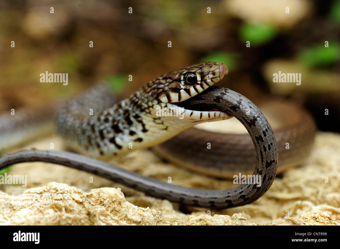 Balkan whip snake (Hierophis gemonensis, Coluber gemonensis ), feeds on ...