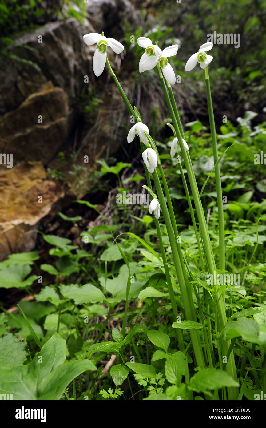 Queen Olga snowdrop (Galanthus reginae-olgae ssp. reginae-olgae ...