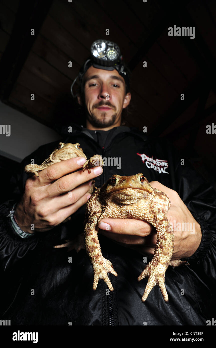 European common toad (Bufo bufo spinosus), young biologist with two ...