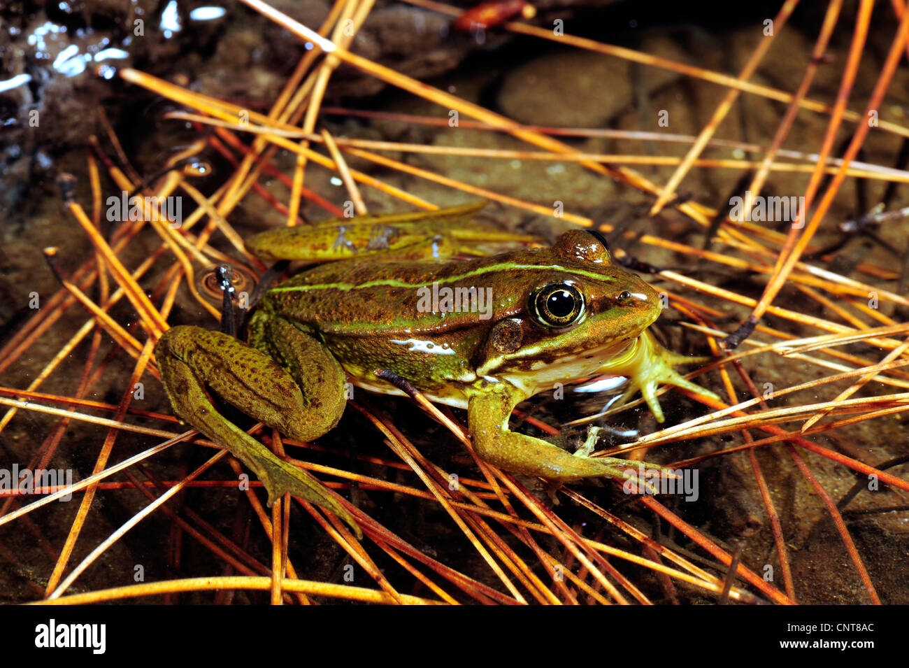 Greek March Frog (Pelophylax kurtmuelleri, Rana kurtmuelleri, Rana ...