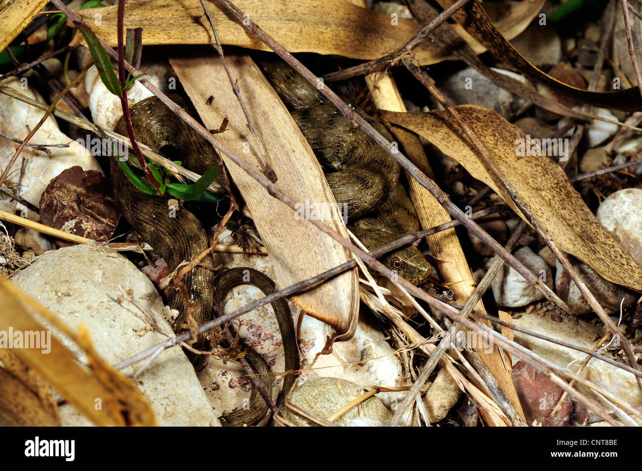 dice snake (Natrix tessellata), at his hiding place, Greece, Peloponnes ...