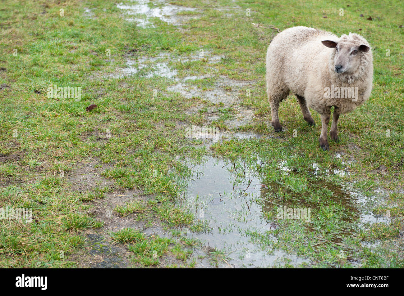 Sheep in field Stock Photo - Alamy