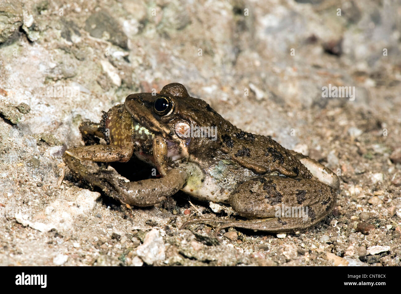 Rana epeirotica (Pelophylax epeiroticus, Rana epeirotica), cannibalism ...