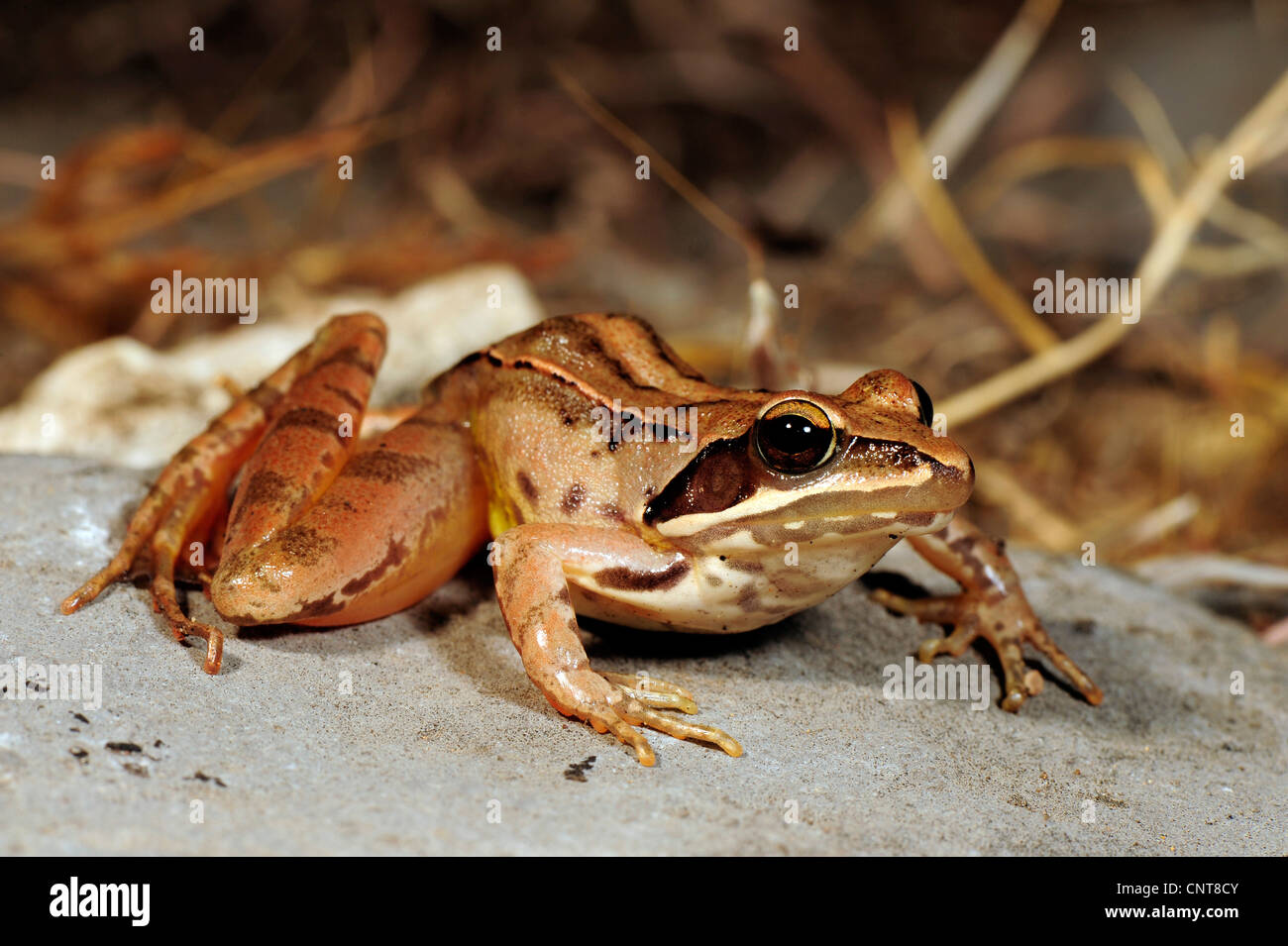 agile frog, spring frog (Rana dalmatina), sitting, Greece, Peloponnes ...