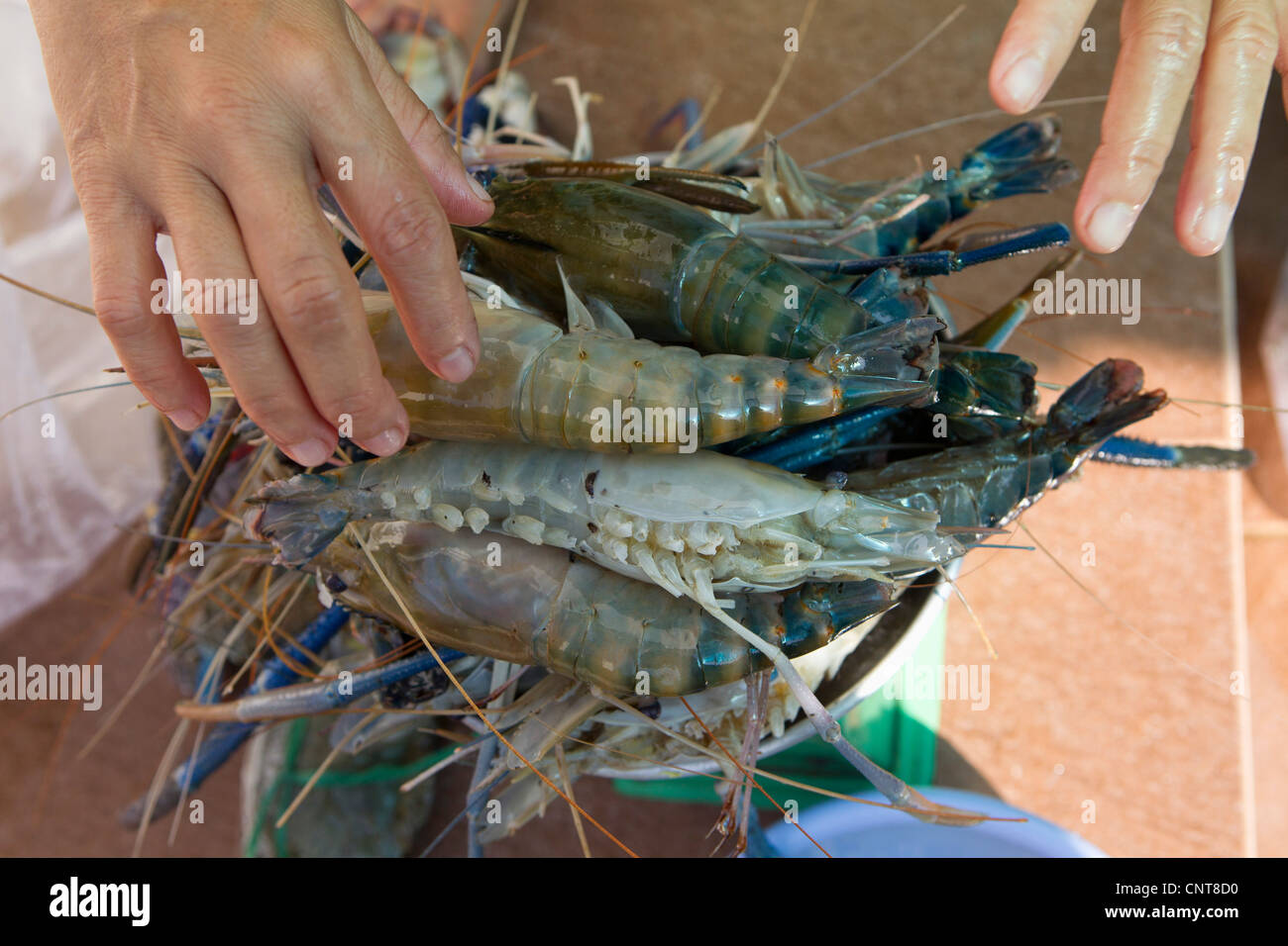 Heap of large prawns Stock Photo - Alamy