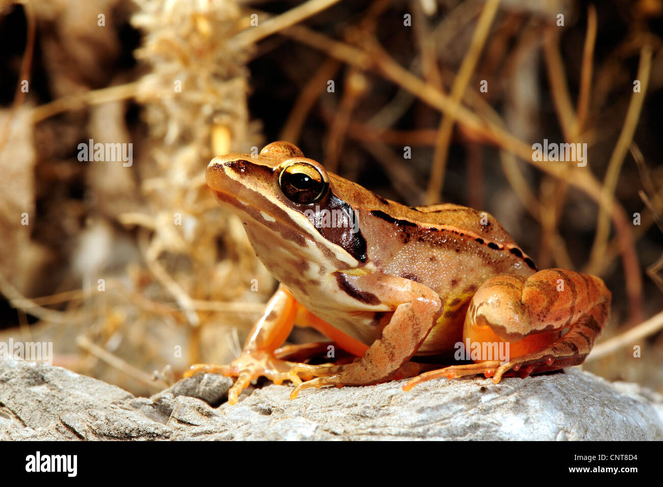 agile frog, spring frog (Rana dalmatina), sitting, Greece, Peloponnes ...
