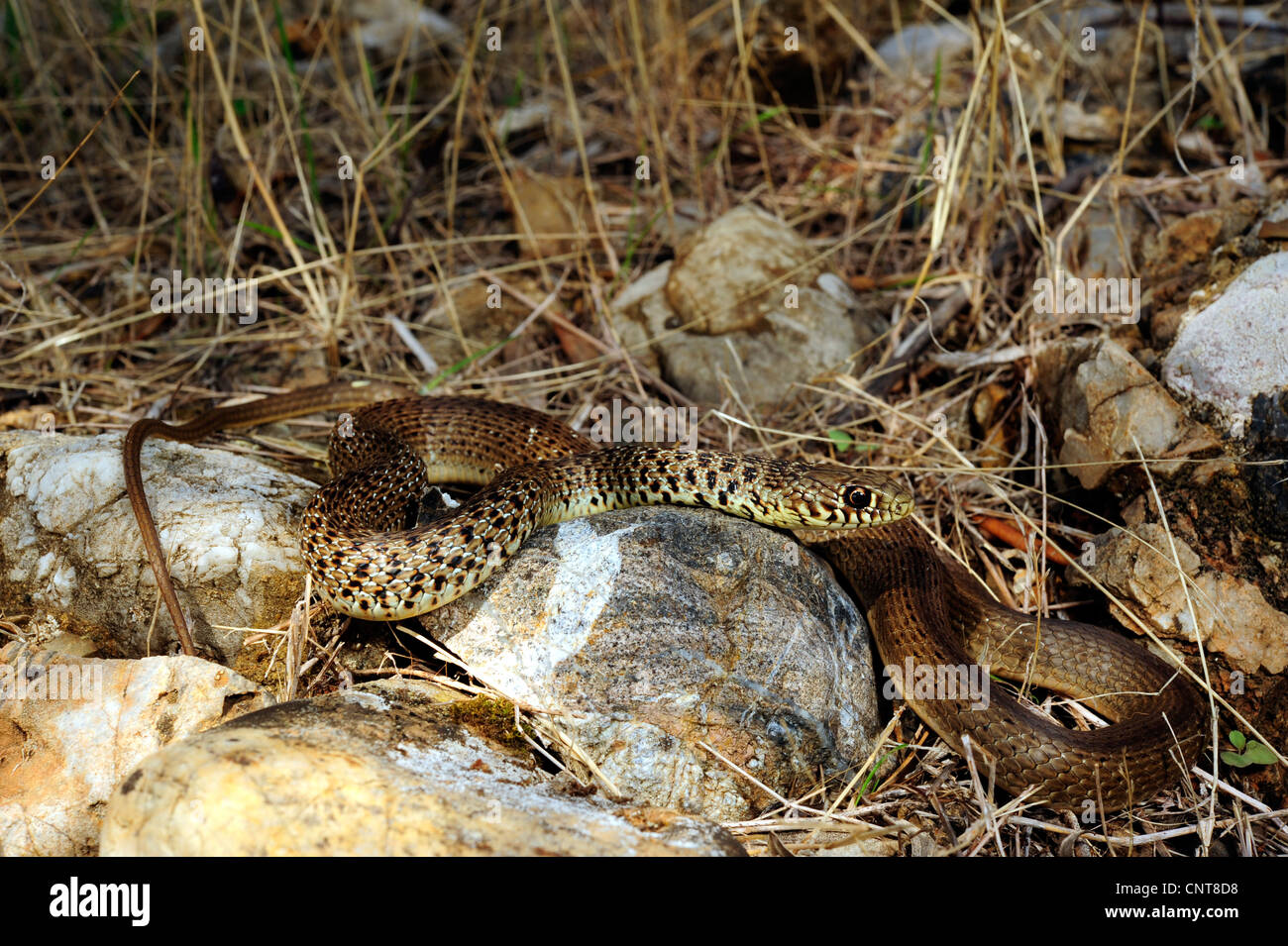 Balkan whip snake (Hierophis gemonensis, Coluber gemonensis), lying on ...