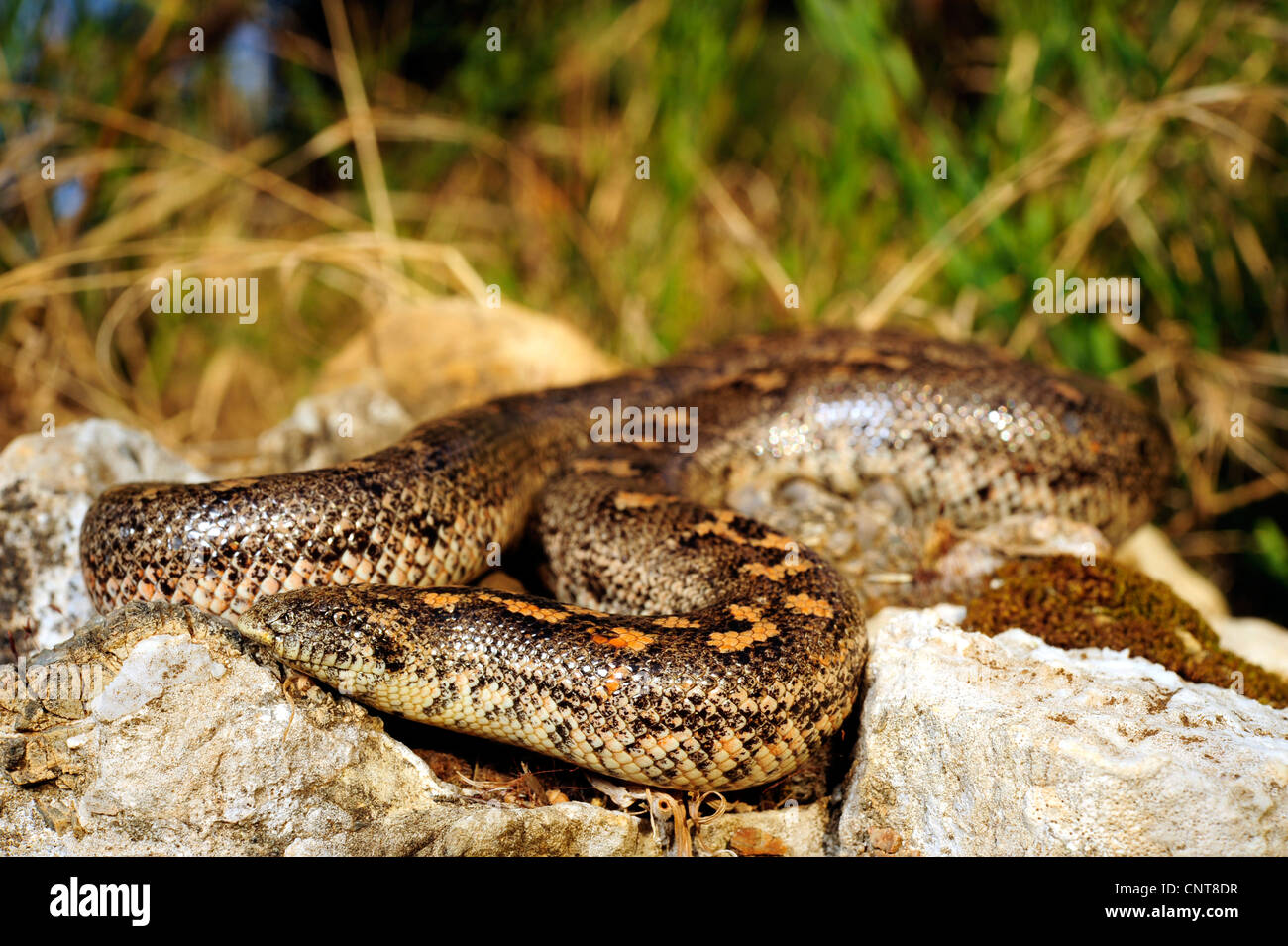 Jaculus hi-res stock photography and images - Alamy