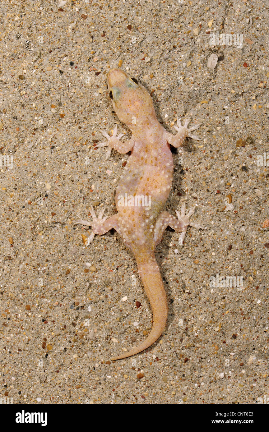 Turkish gecko, Mediterranean gecko (Hemidactylus turcicus), pregnant ...