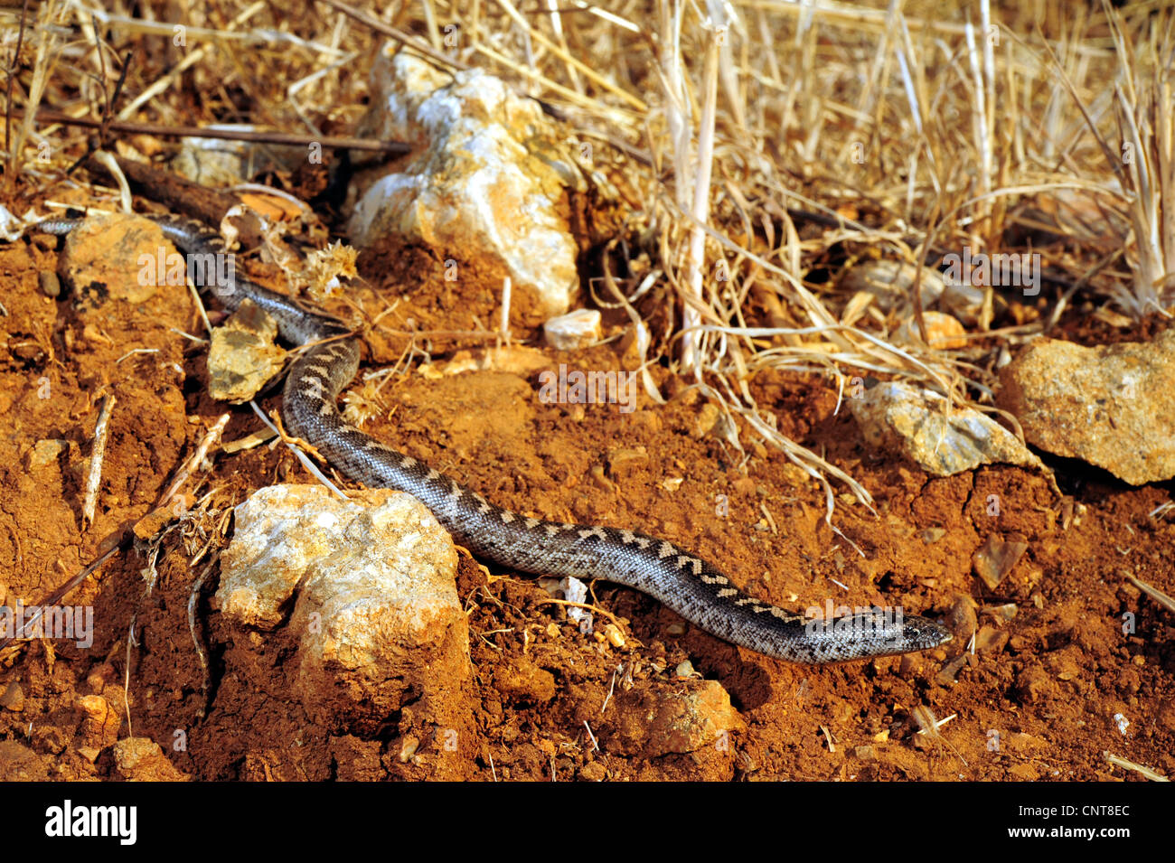 European glass lizard, armored glass lizard (Ophisaurus apodus ...