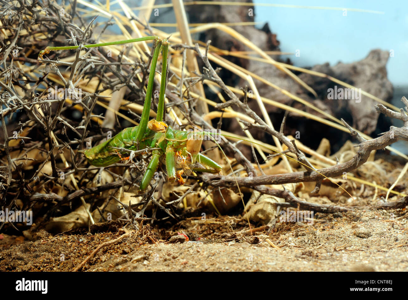 Saga hellenica (Saga hellenica), feeding on a grasshopper, Greece ...