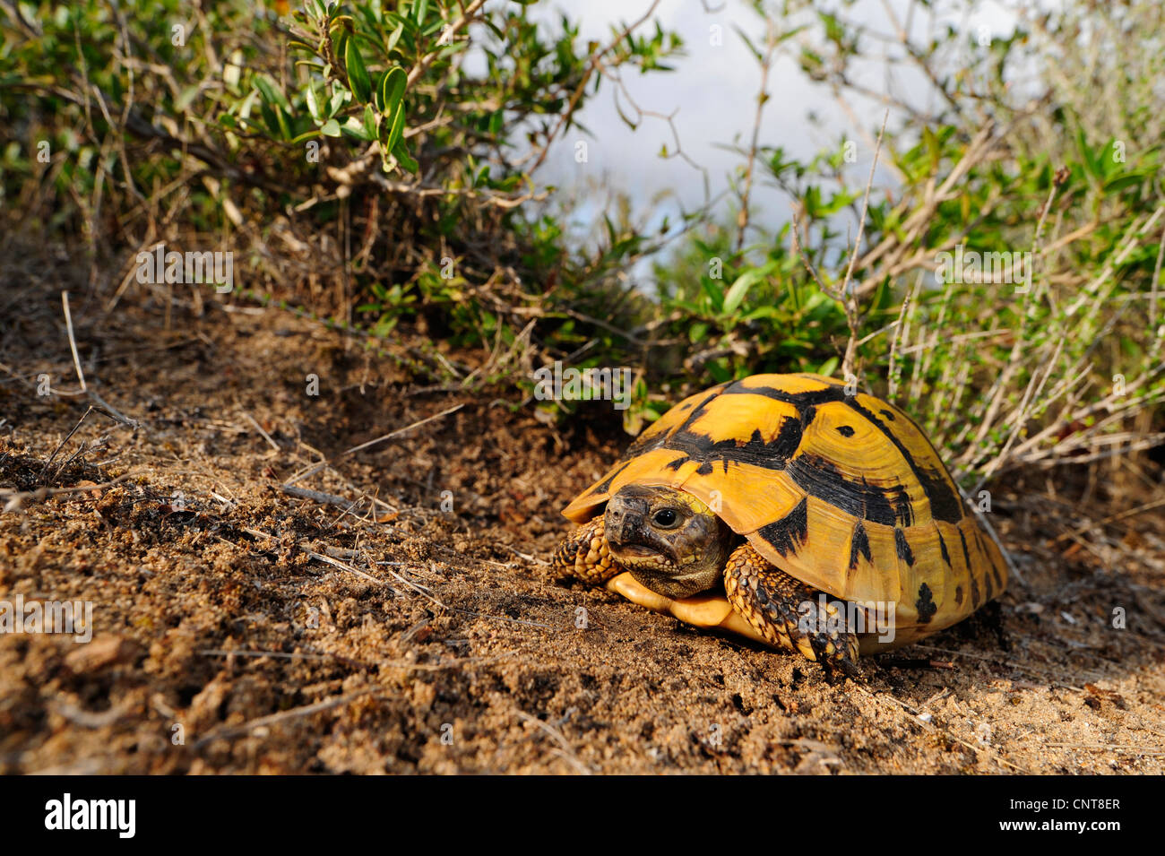 Hermanns tortoise, Greek tortoise, Boettgers tortoise (Testudo hermanni ...