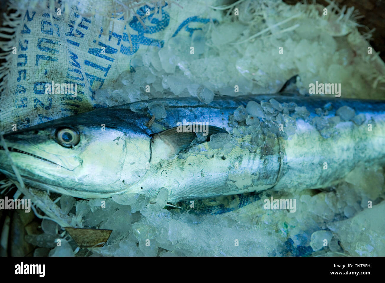 Fresh raw fish packed in ice Stock Photo - Alamy