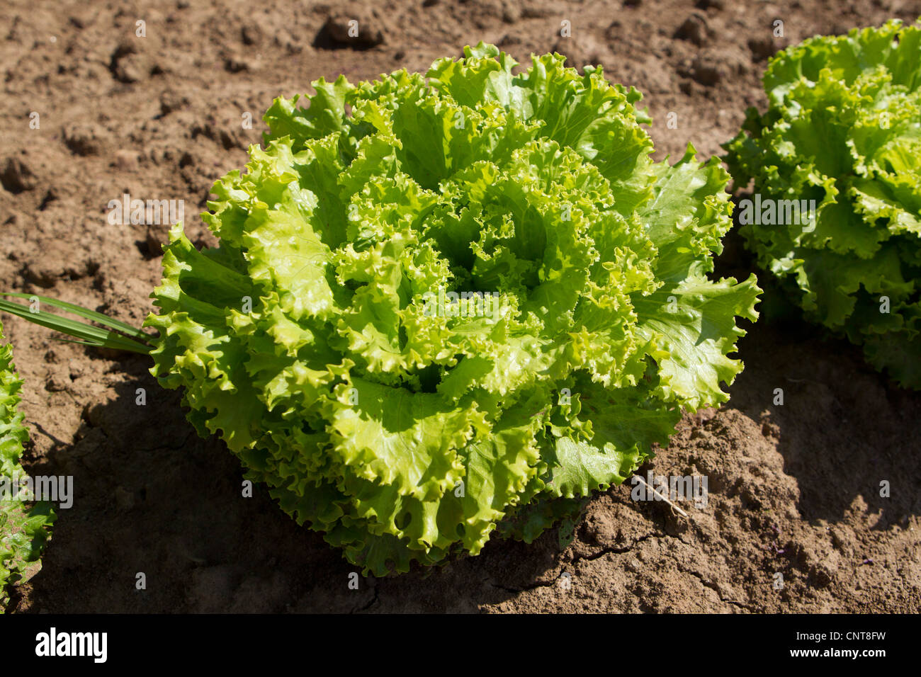 Batavia lettuce growing in field Stock Photo - Alamy