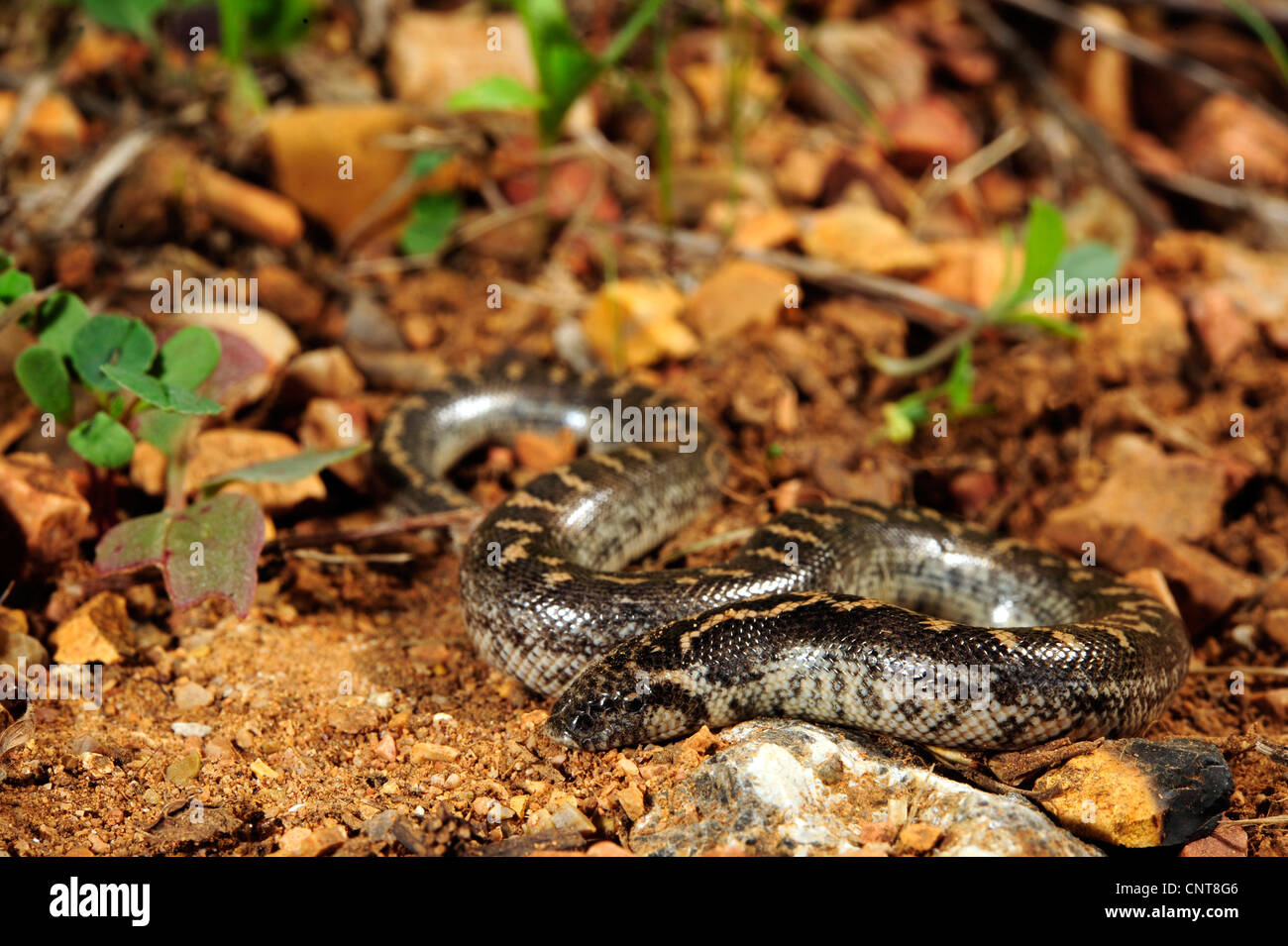 Jaculus hi-res stock photography and images - Alamy
