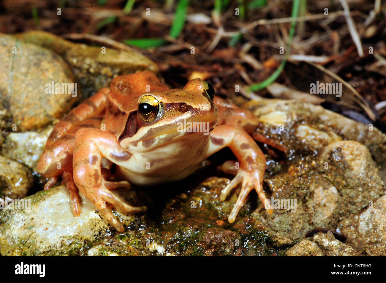agile frog, spring frog (Rana dalmatina), portrait, Greece, Peloponnes ...