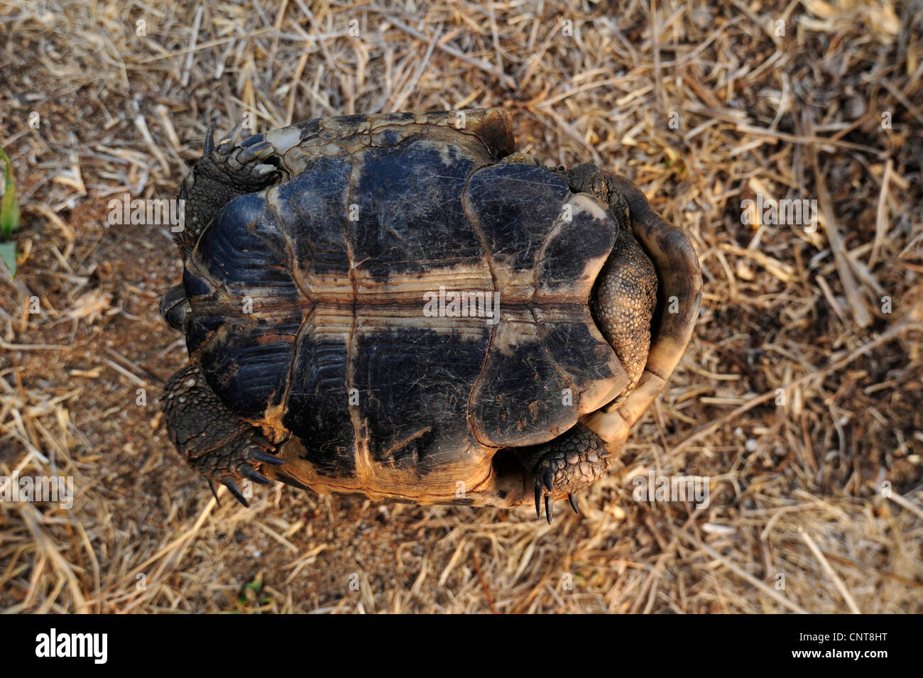 Tortoise position hi-res stock photography and images - Alamy