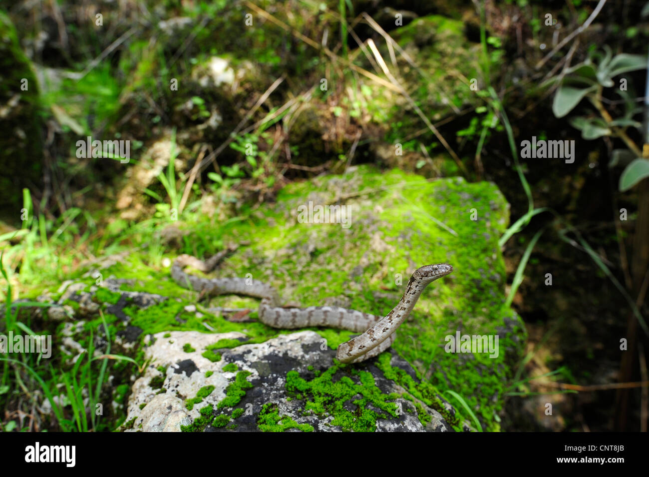 cat snake, European cat snake (Telescopus fallax), lying on a mossy ...