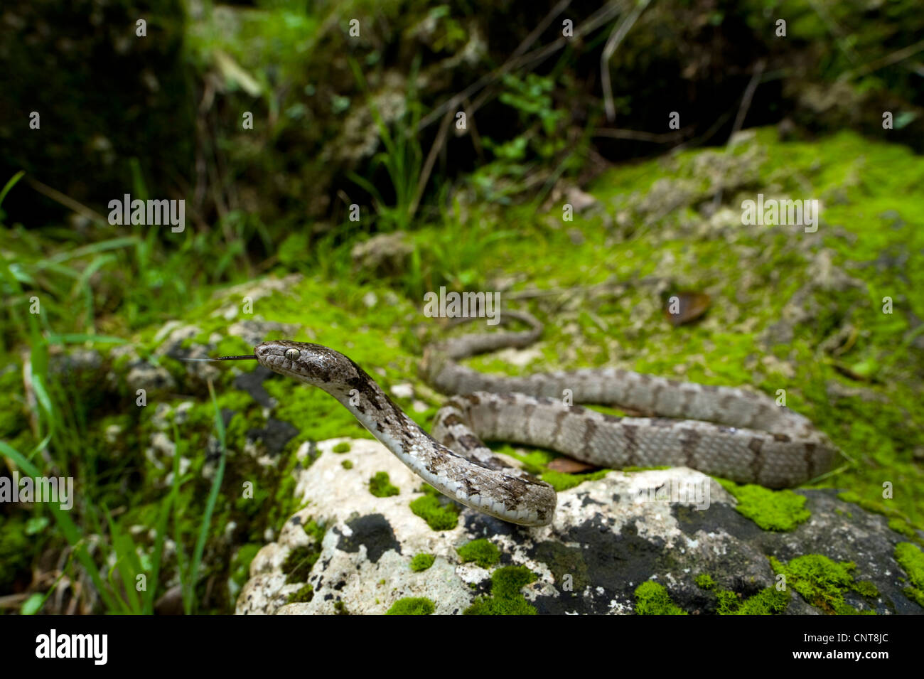 cat snake, European cat snake (Telescopus fallax), lying on a mossy ...
