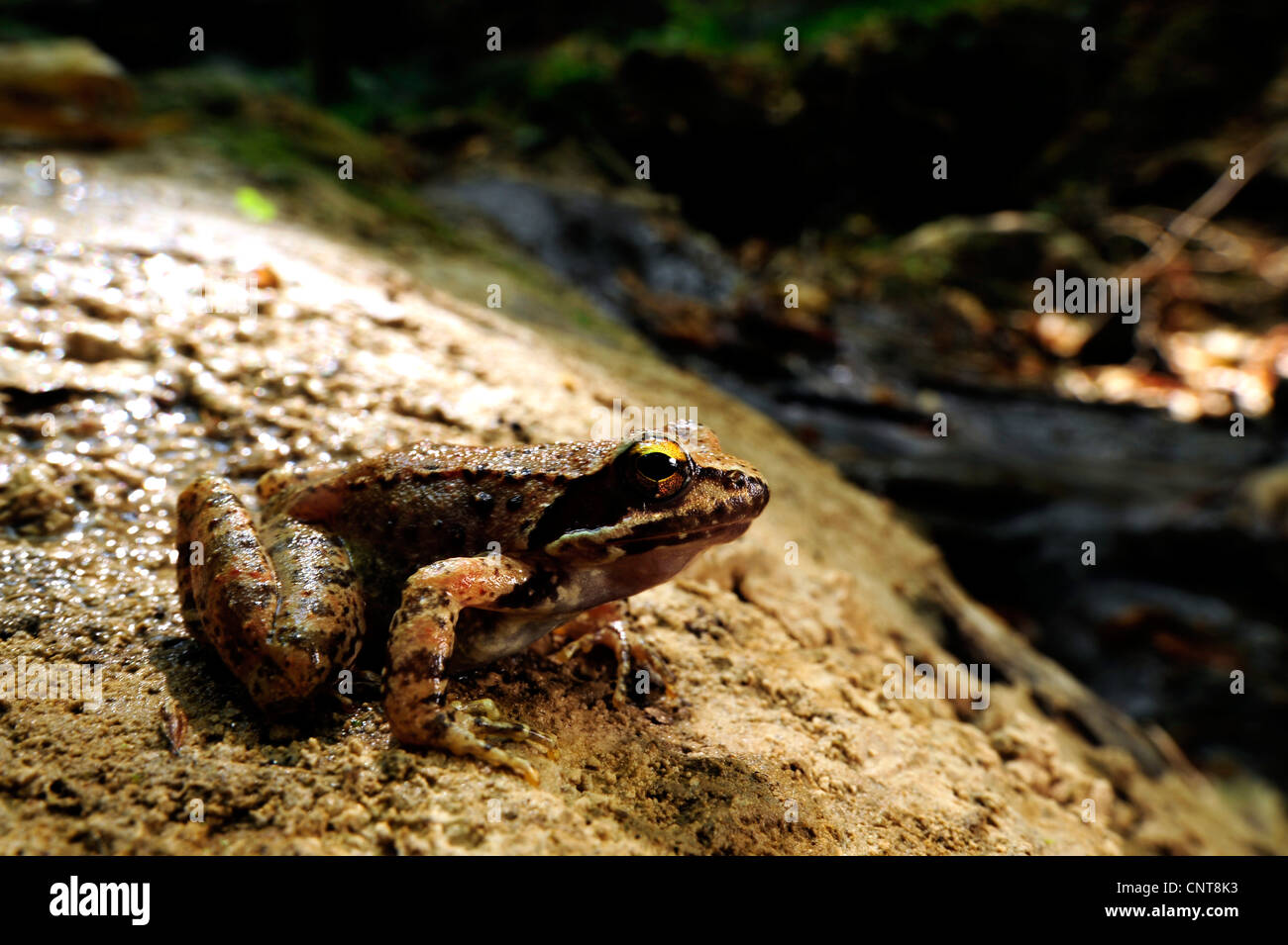 Greek stream frog hi-res stock photography and images - Alamy