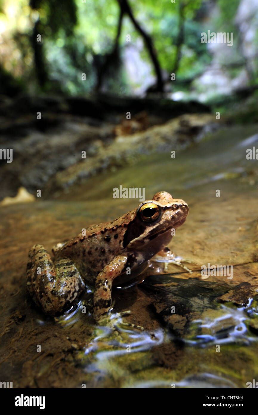 Greek amphibians hi-res stock photography and images - Alamy