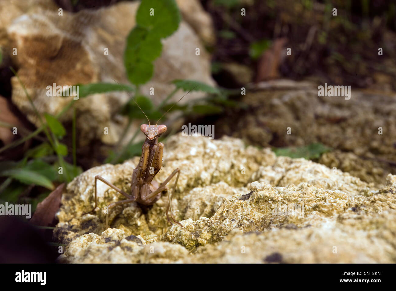 Iris mantis, Mediterranean Mantis (Iris oratoria ), rare mantis from ...