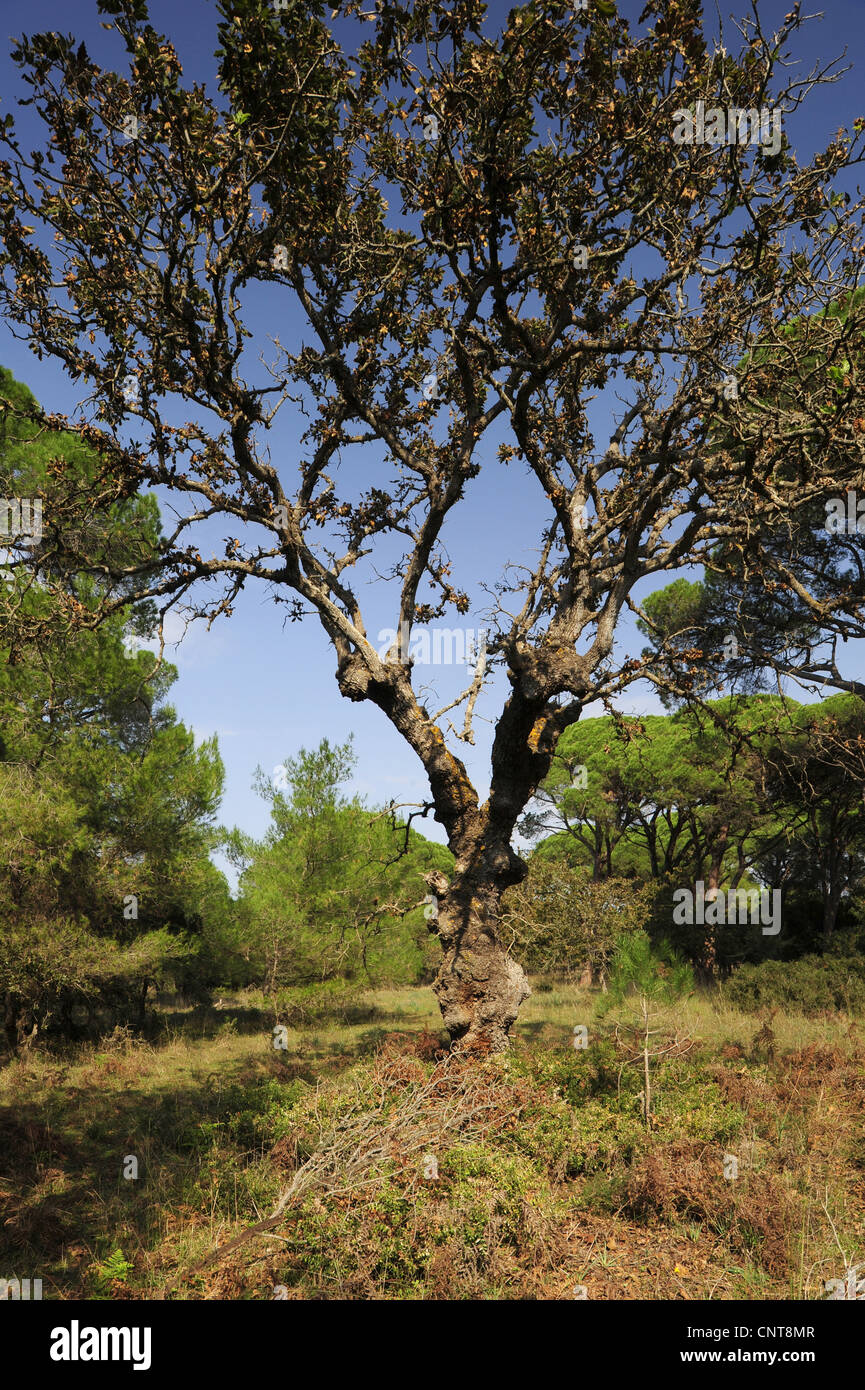 oak (Quercus spec.), dry oak in a Greek wood, Greece, Peloponnes ...