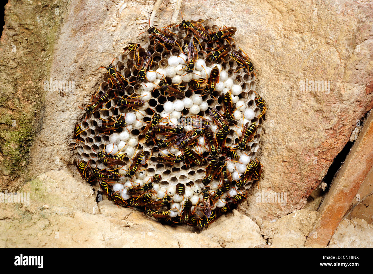 wasp nest in a Greek farmhouse, Greece, Peloponnes, Messinien Stock ...