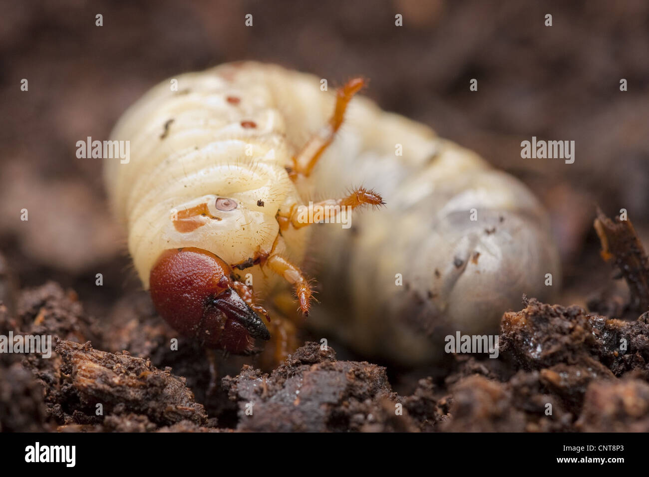 Hercules Beetle Grub