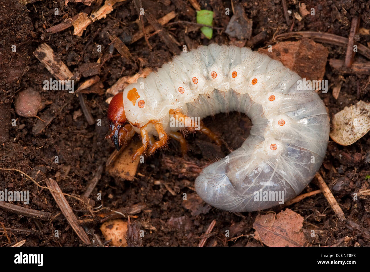 Hercules Beetle Grub