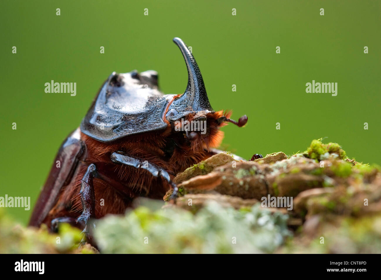European rhinoceros beetle (Oryctes nasicornis), male, Germany ...