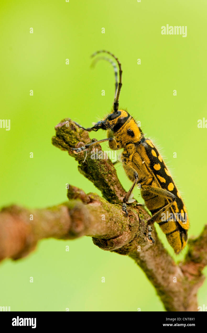 scalar longhorn beetle (Saperda scalaris), sitting on a twig, Germany ...