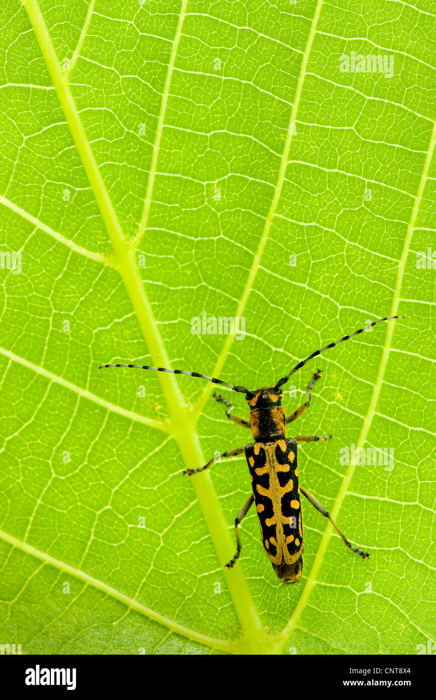 scalar longhorn beetle (Saperda scalaris), sitting on a leaf, Germany ...