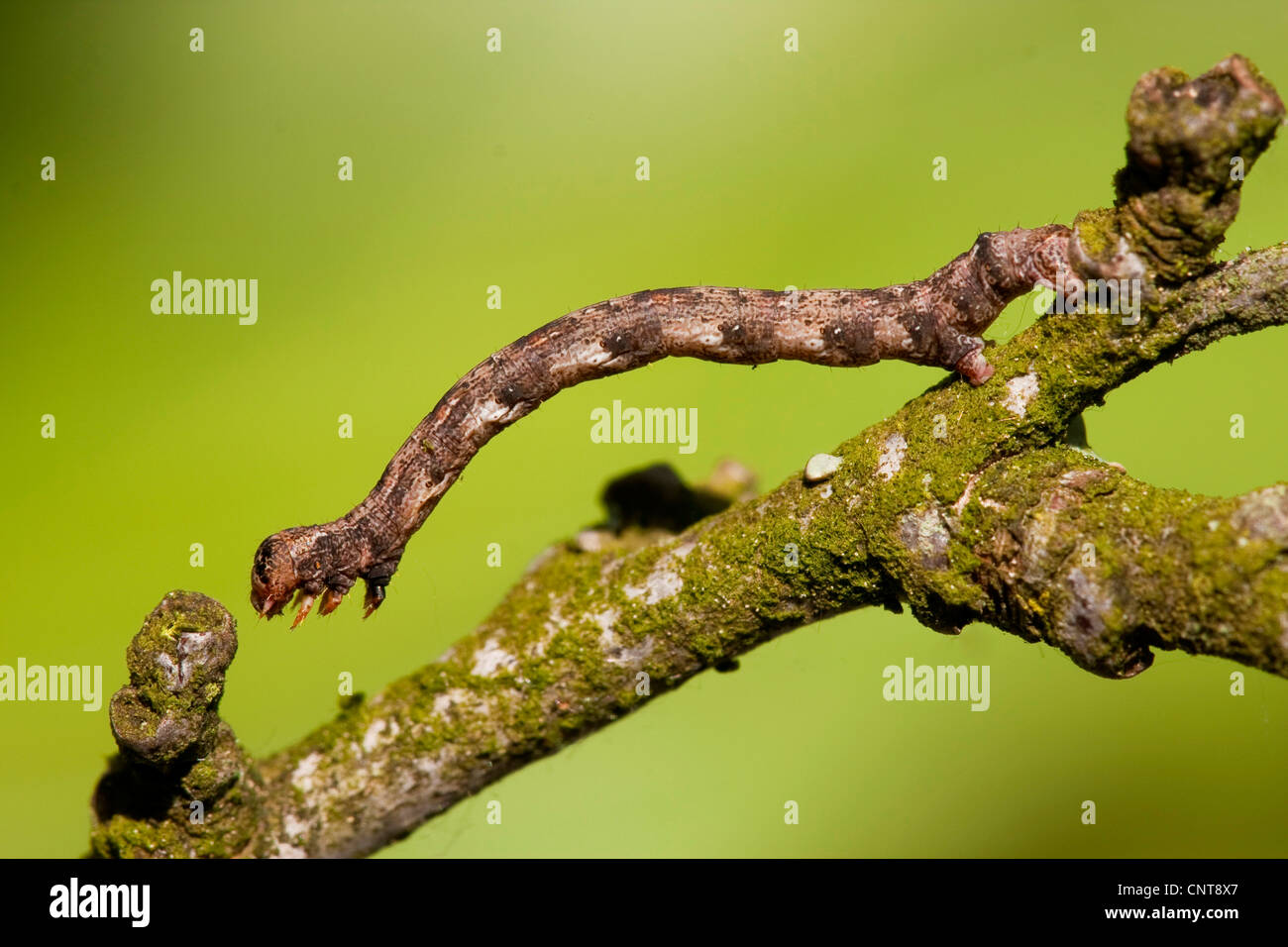 Camouflaged caterpillar hi-res stock photography and images - Alamy