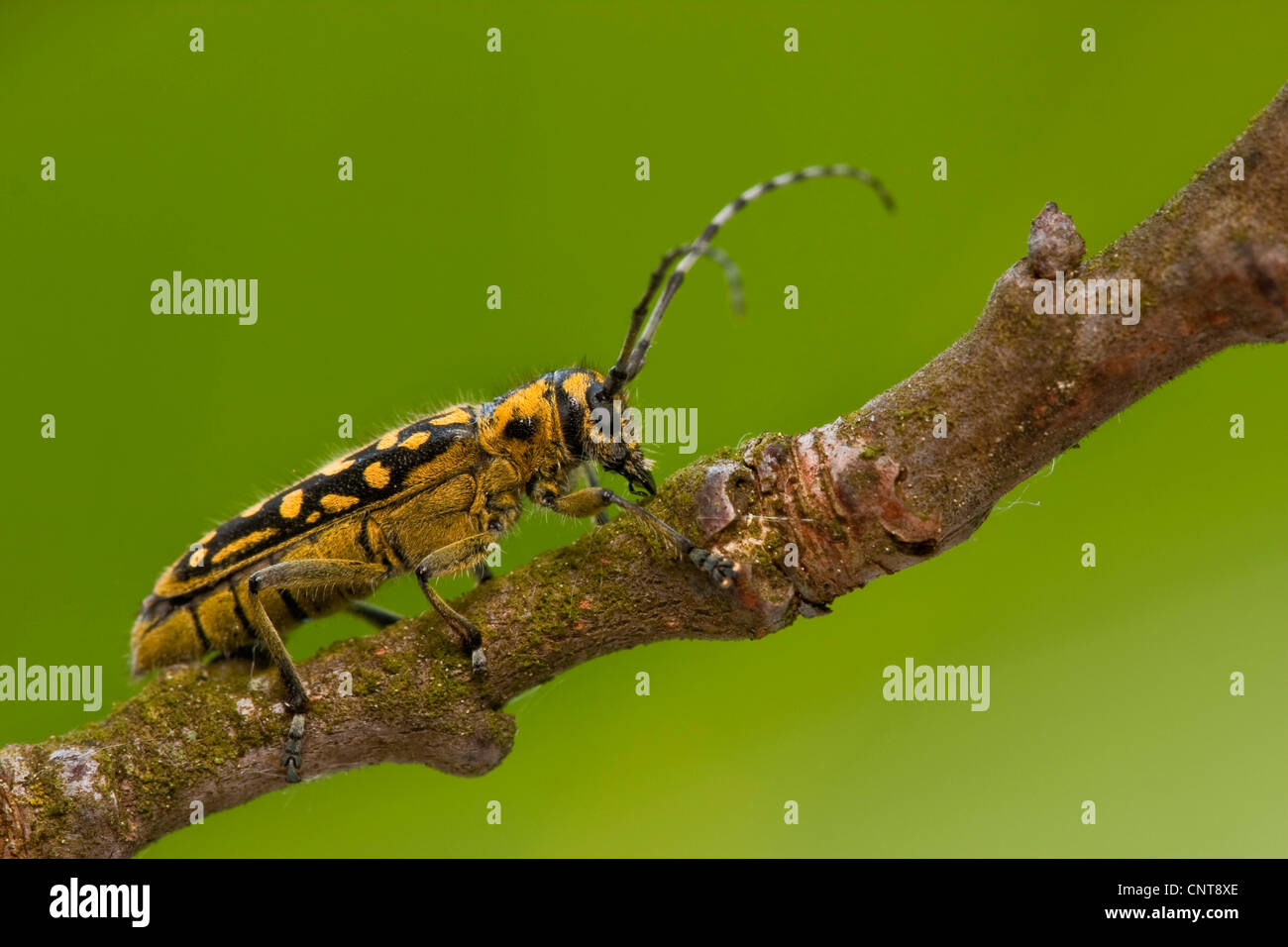 scalar longhorn beetle (Saperda scalaris), sitting on a twig, Germany ...