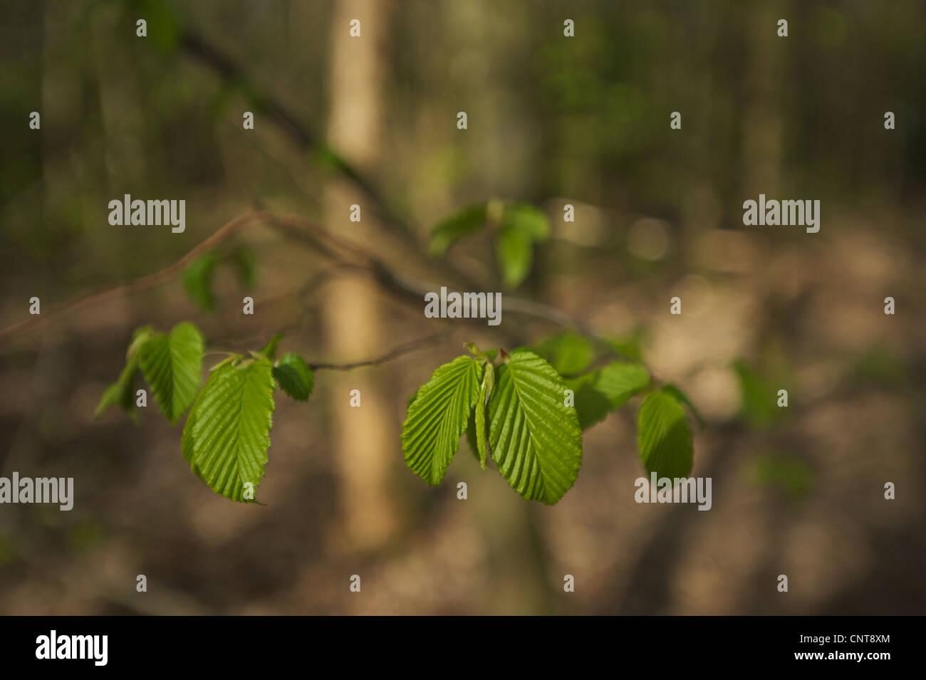 young leaves of a beech tree Stock Photo - Alamy