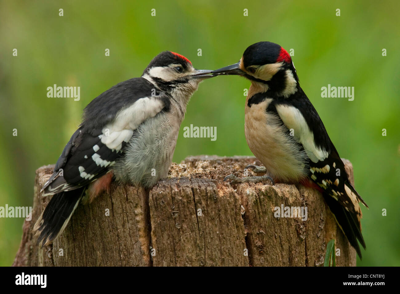 Great spotted woodpecker (Picoides major, Dendrocopos major), young ...