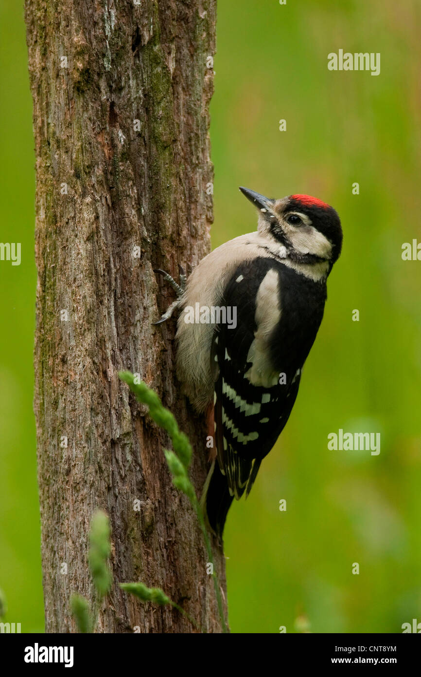 Great spotted woodpecker (Picoides major, Dendrocopos major), young ...