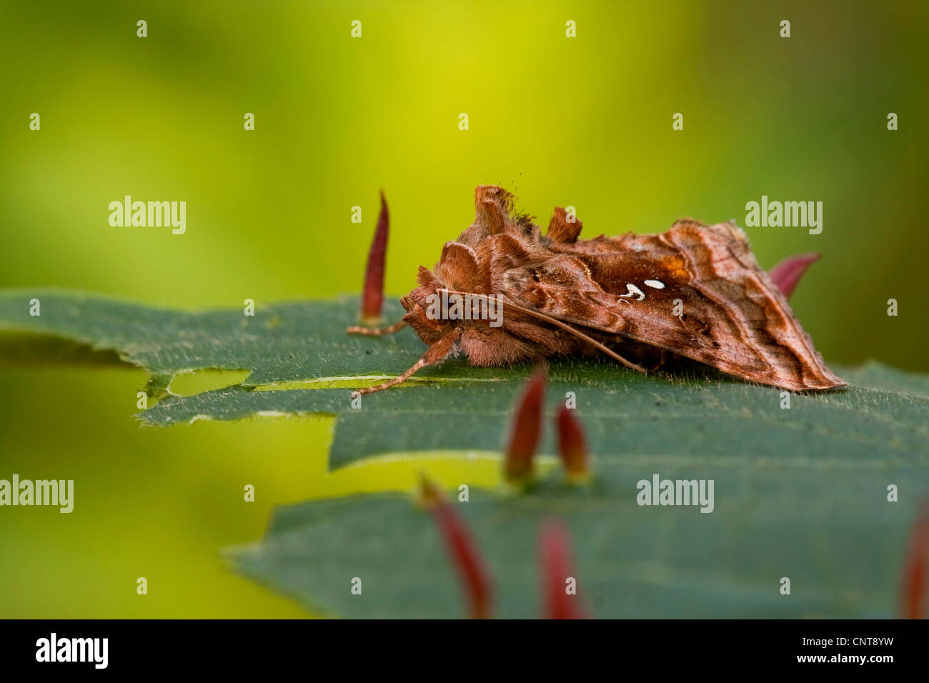 beautiful golden Y (Autographa pulchrina), sitting on a leaf with lime ...