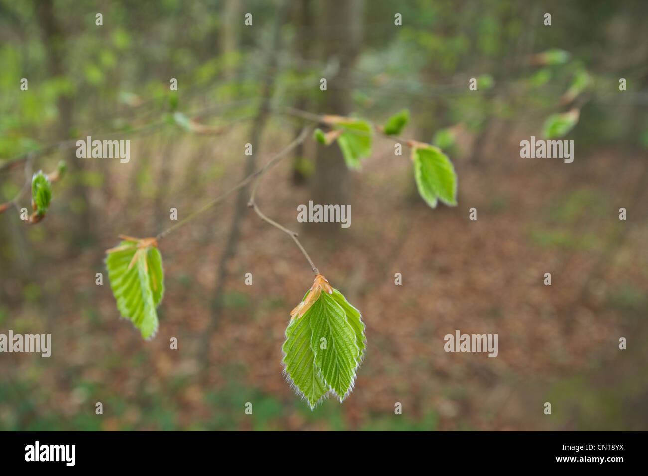 Beech tree in spring hi-res stock photography and images - Alamy