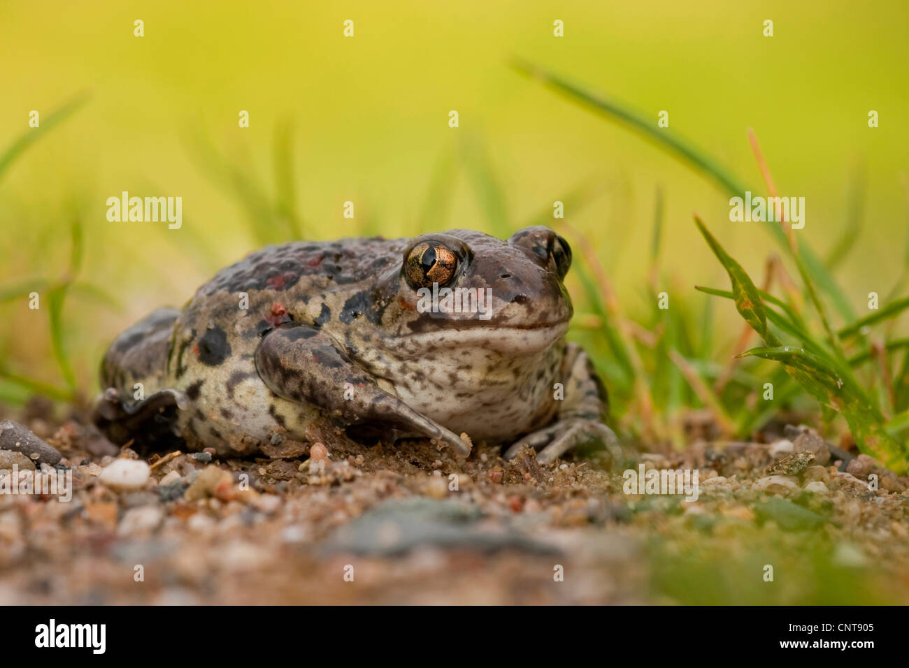 Western spadefoot toads hi-res stock photography and images - Alamy