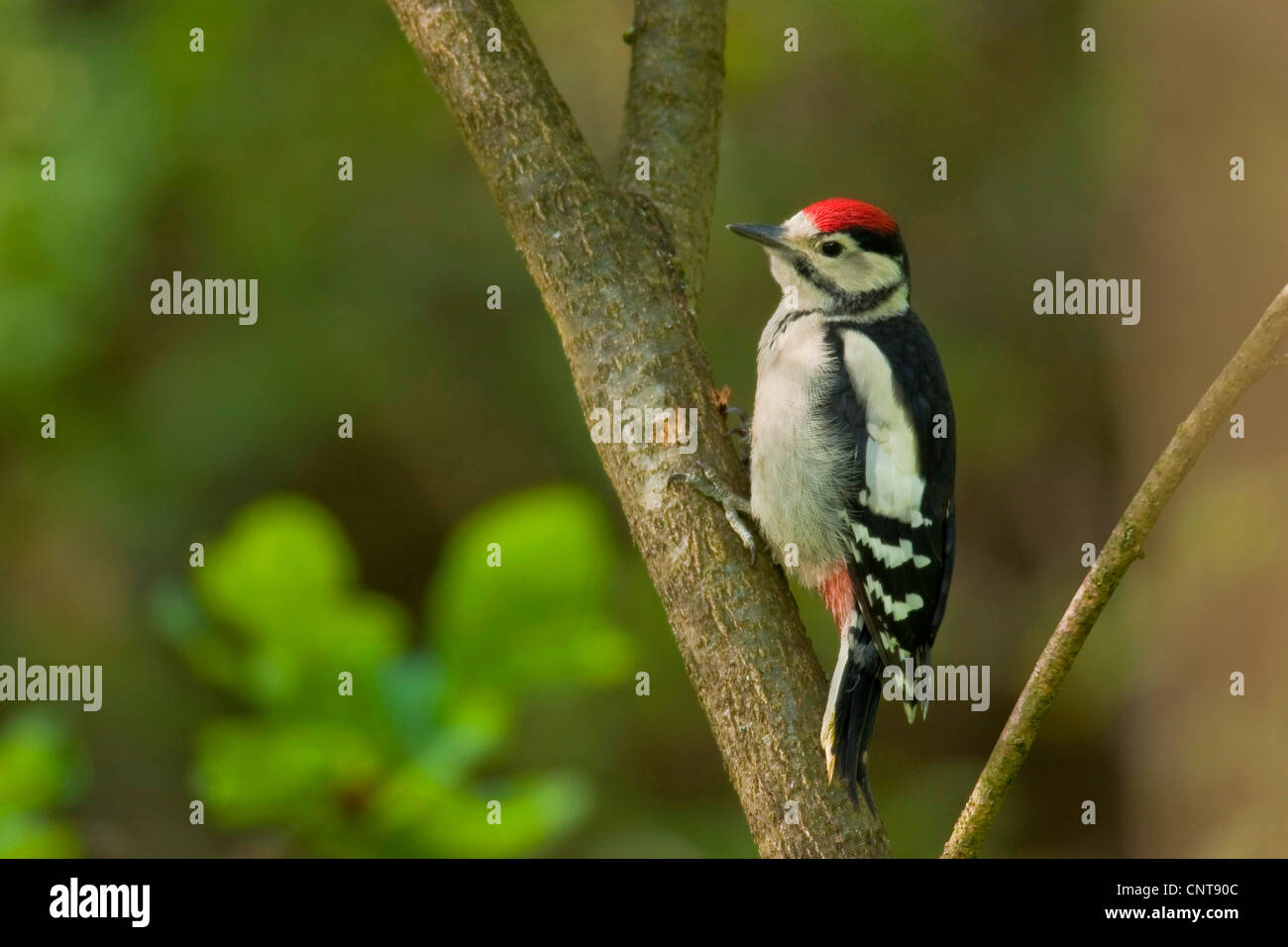 Great spotted woodpecker (Picoides major, Dendrocopos major), young ...