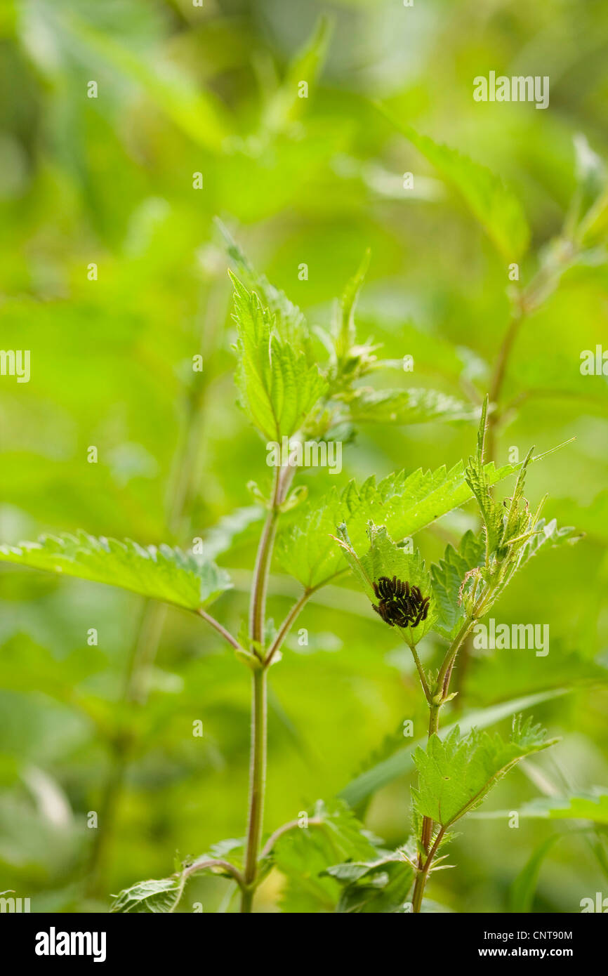 small tortoiseshell (Aglais urticae), caterpillars on a nettle, Germany ...