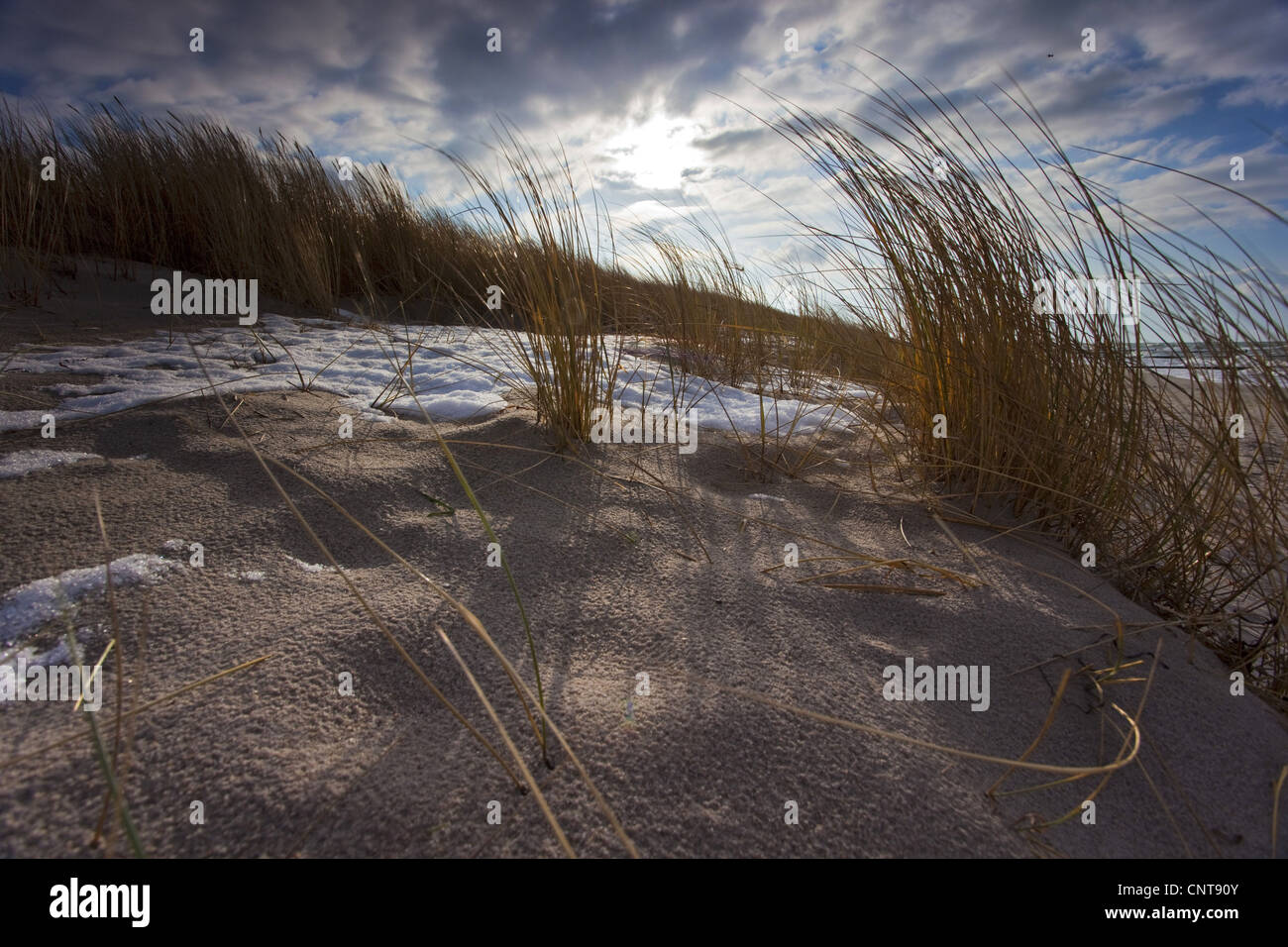 beach grass, European beachgrass, marram grass, psamma, sea sand-reed ...